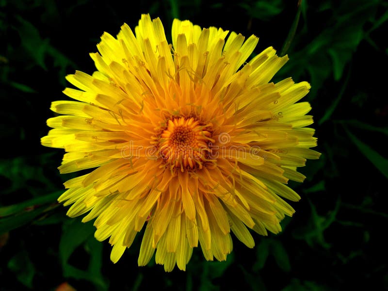 A little Flower editorial photo. Image of flowers, little - 44273086