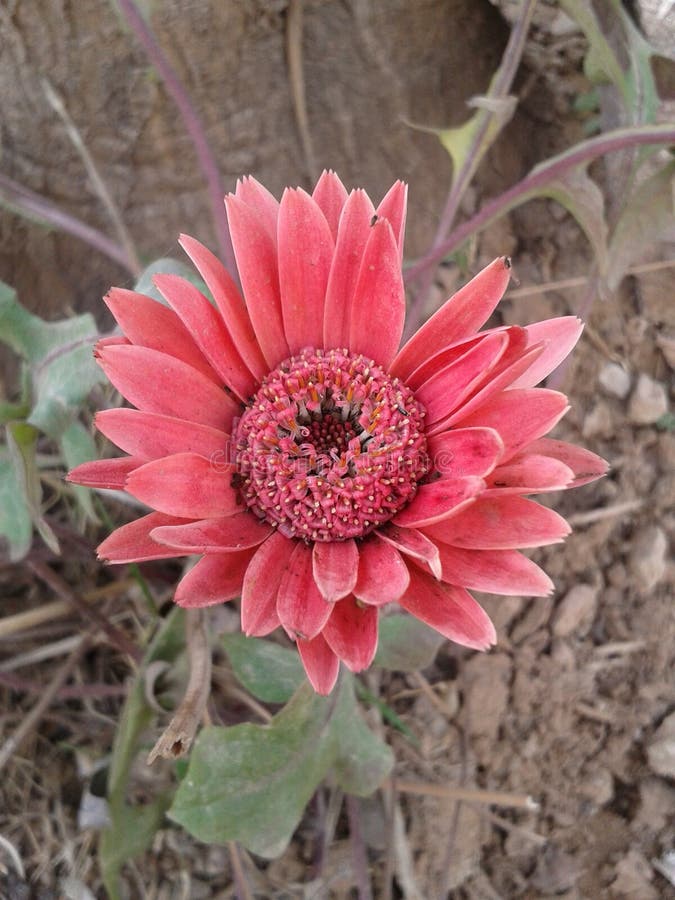 Little flower stock photo. Image of alps, goal, gift - 57328358