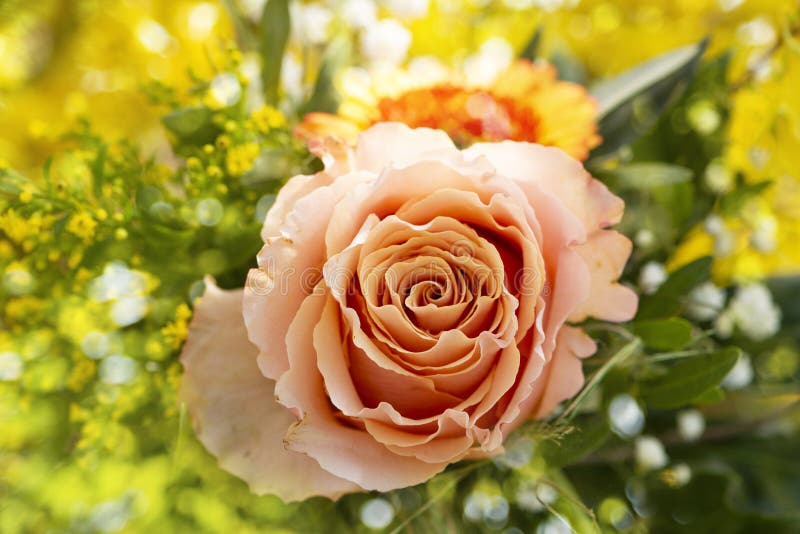 Salmon-colored Rose in a Bouquet in the Sunshine Stock Photo - Image of ...