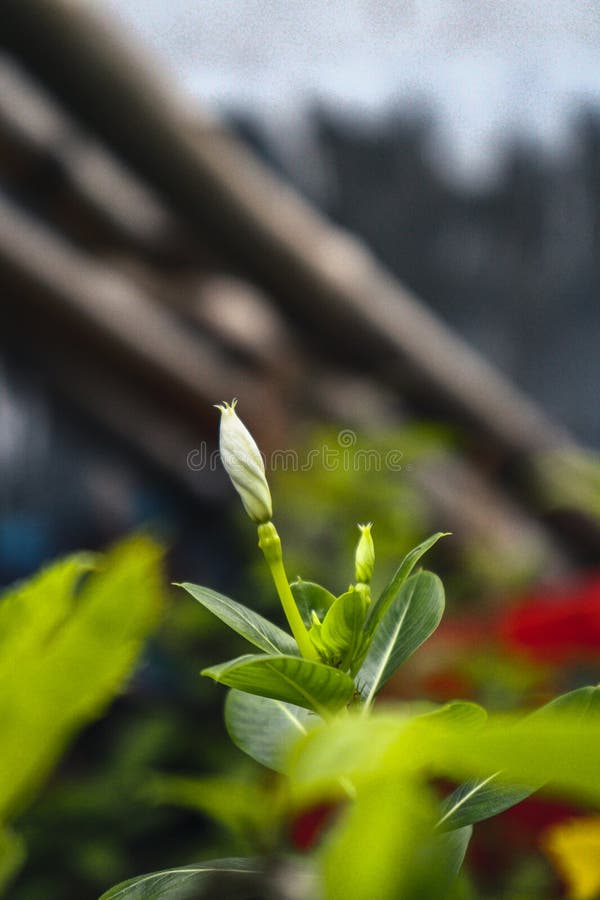 Little Flower Buds in Garden Stock Photo - Image of food, tree: 295440624