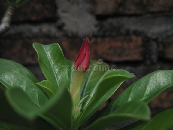 Little Flower Buds that Will Bloom Stock Photo - Image of fresh ...
