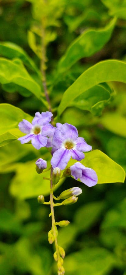 Little flower colour full stock image. Image of blossom - 255981809
