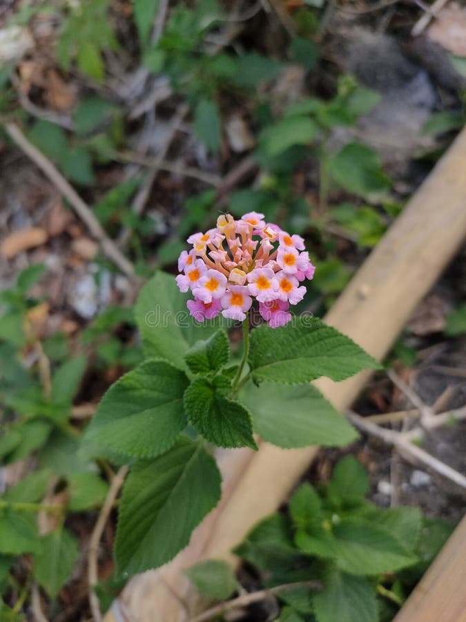 Little Flower with Extraordinary Beauty Stock Image - Image of little ...