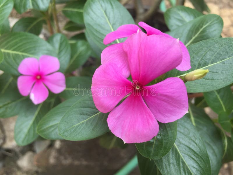 Little flower stock photo. Image of bunga, flower, ungu - 158724812