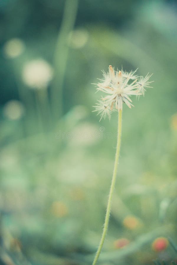 Little Flower stock photo. Image of flower, soft, grass - 42619218