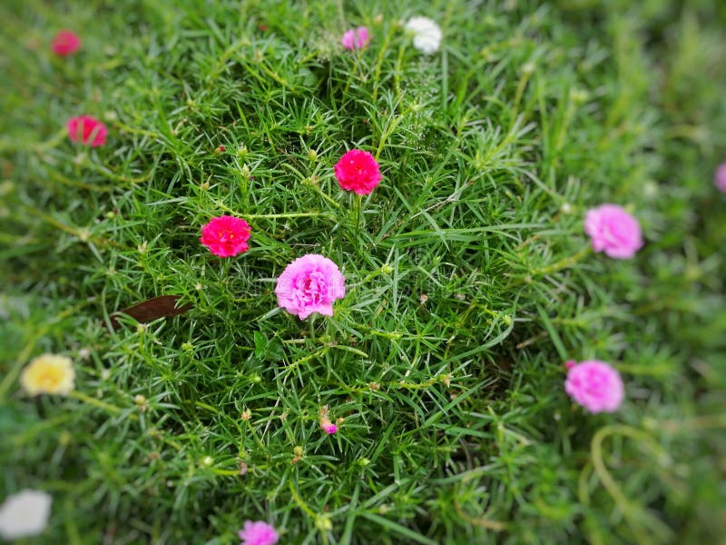 Little flower in garden stock image. Image of forest - 90264411