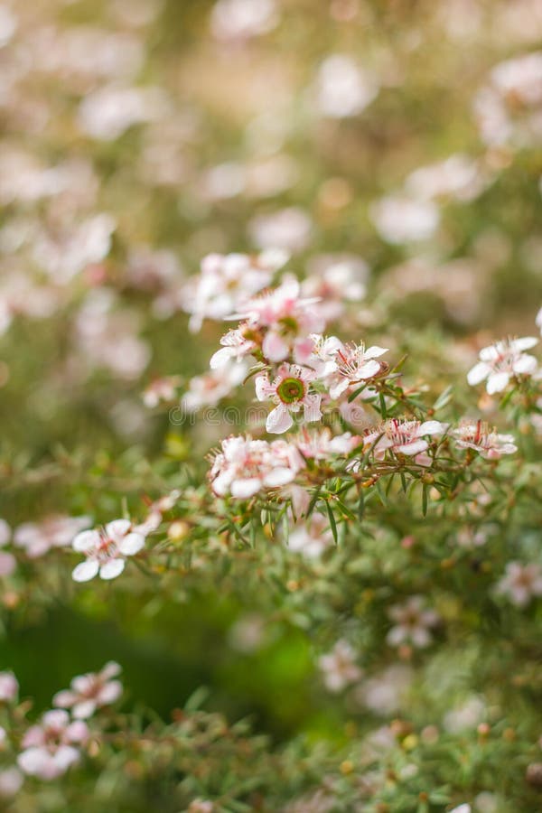 Little flower in garden stock image. Image of leaf, wild - 86426777
