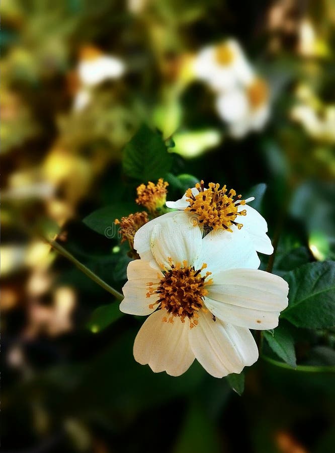 Little flower stock image. Image of little, flower, white - 52029735