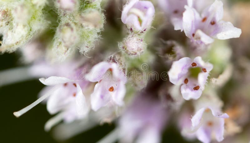 Little Flower in Nature. Macro Stock Image - Image of summer, purple ...