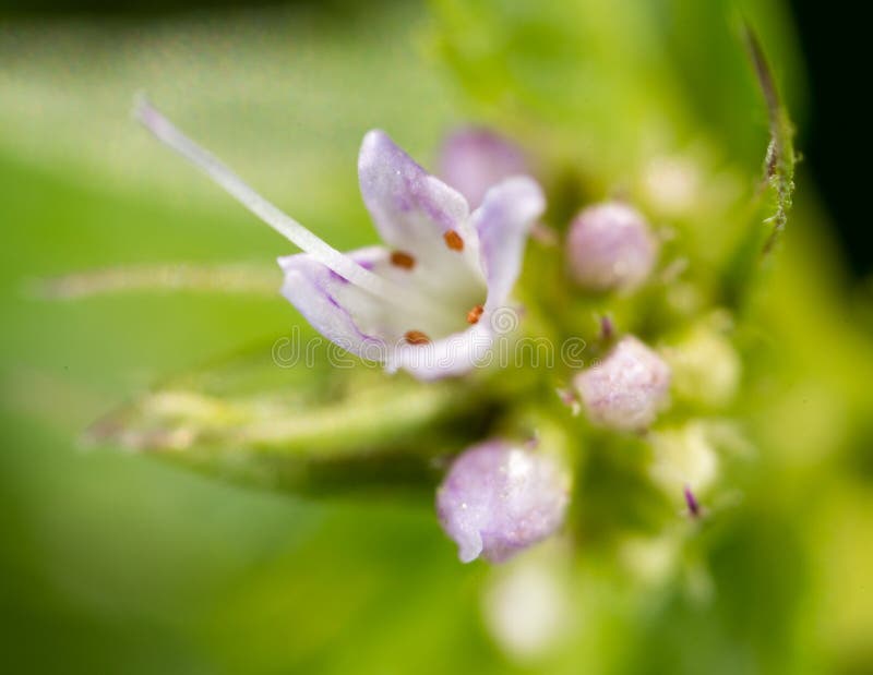 Little Flower in Nature. Macro Stock Photo - Image of flower, field ...