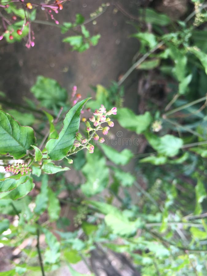 Little flower stock photo. Image of outdoor, flower - 208483530