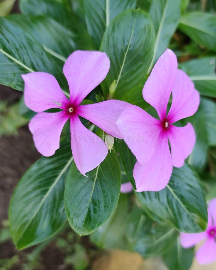 Little flower photography stock photo. Image of garden - 232552402