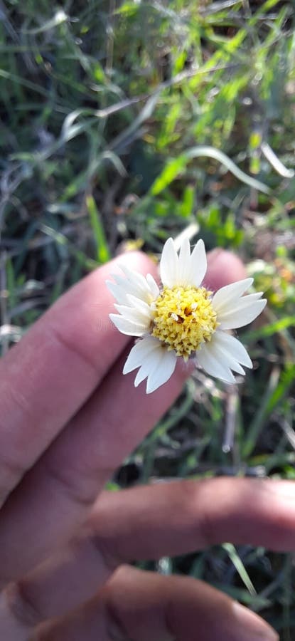 Little Flower Photography Nature Stock Image - Image of natu, flower ...