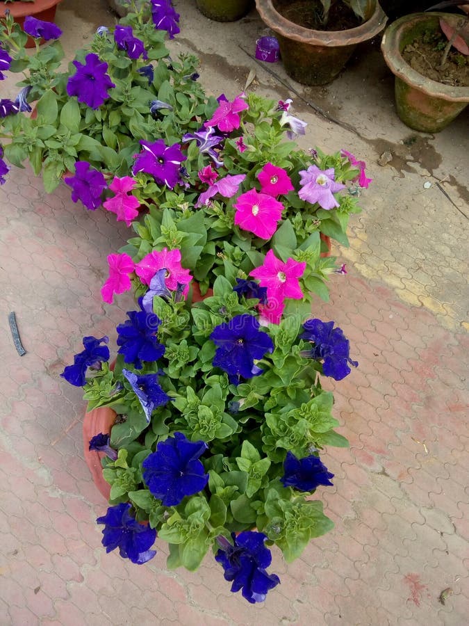 Little flower stock photo. Image of plant, flower, winterflowers ...