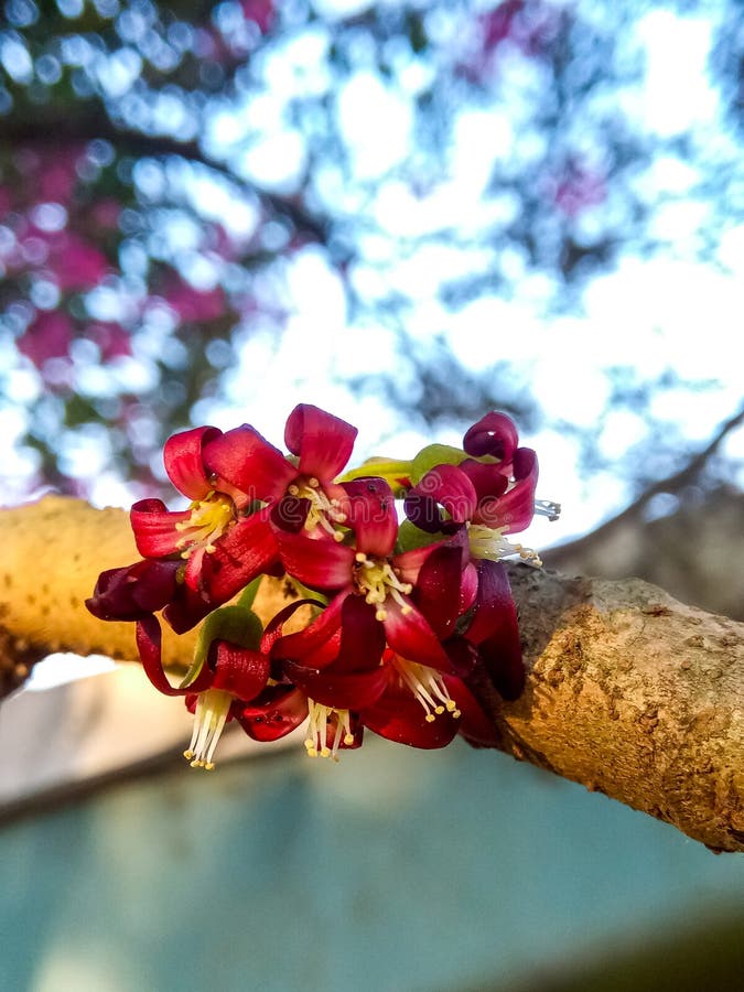 Flower random stock image. Image of mobile, flower, random - 89981961