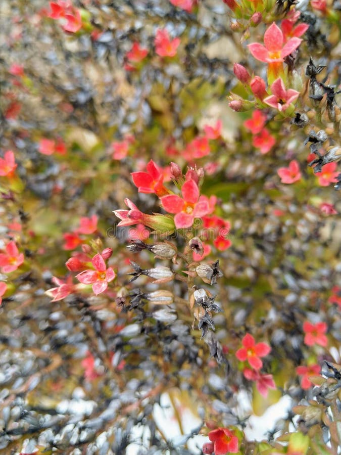 Little flower stock photo. Image of nature, flower, little - 165209354