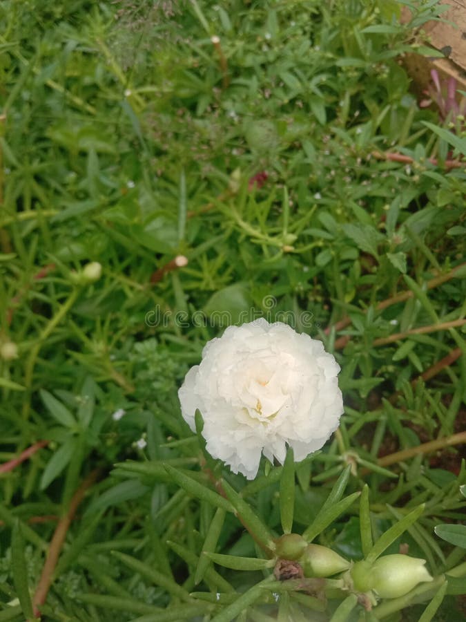 Serenal Nature Stock Photos - Free & Royalty-Free Stock Photos from ...