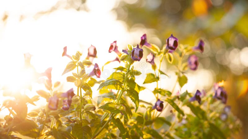 Little Flower in Spring Meadow Stock Photo - Image of flower, blossom ...