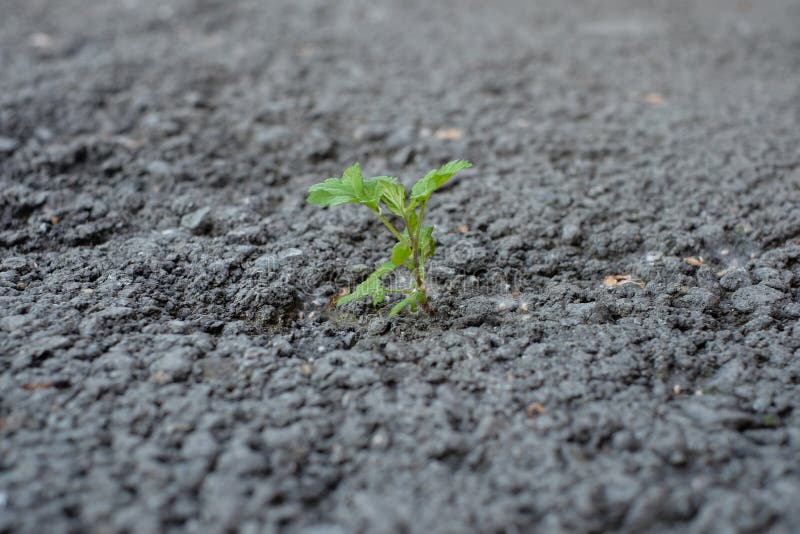 Little Flower Sprout Grows through Urban Asphalt Ground Stock Photo ...