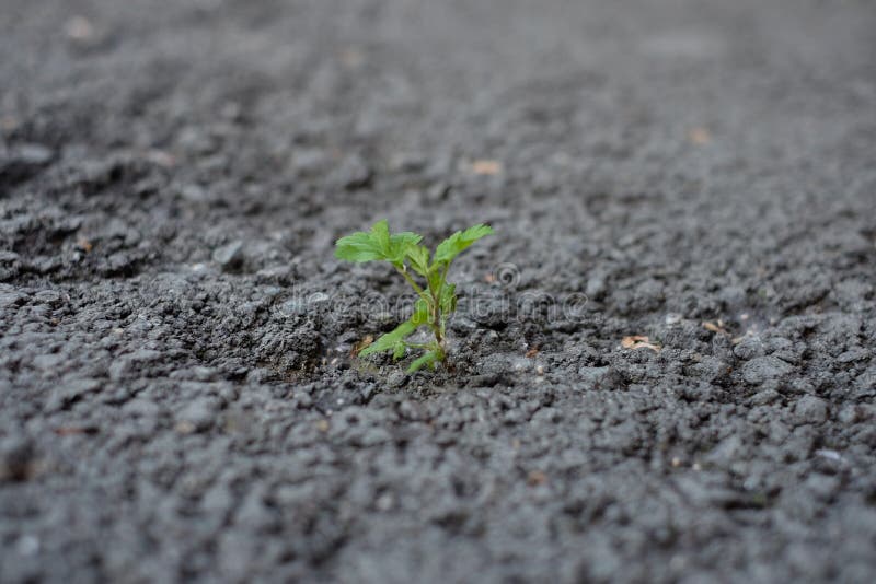Little Flower Sprout Grows through Urban Asphalt Ground Stock Photo ...
