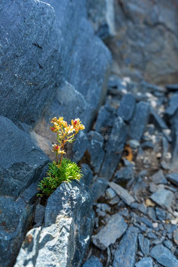 Little Flower on the Summit Stock Photo - Image of grass, morning ...
