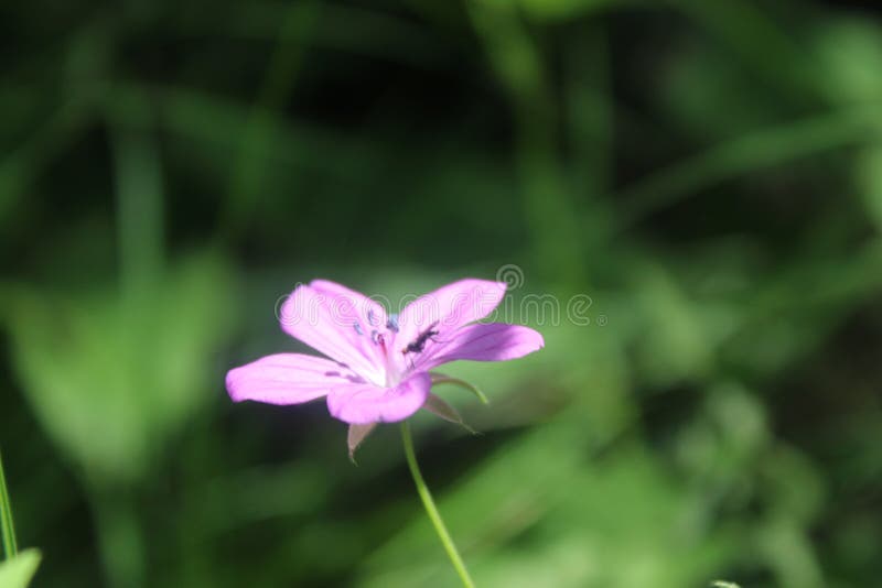 Little flower stock image. Image of sweet, flower, little - 91555687