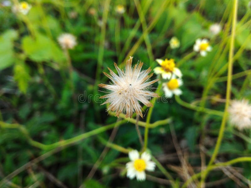 Little flower stock image. Image of bloom, flower, little - 85946281