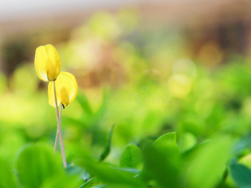 Little flower stock photo. Image of little, yellow, world - 56426688