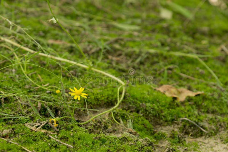 Little flower. stock image. Image of bitty, bite, bryophyte - 83561005