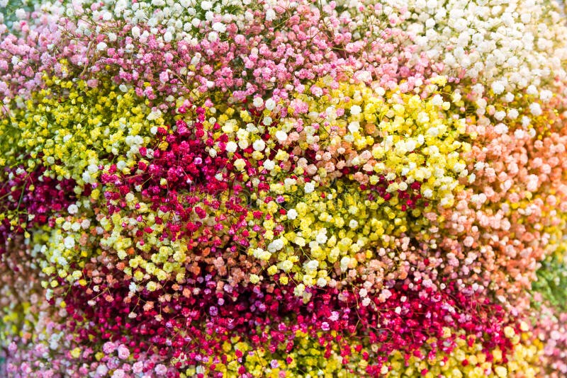 Little flowers background stock image. Image of green - 72080633