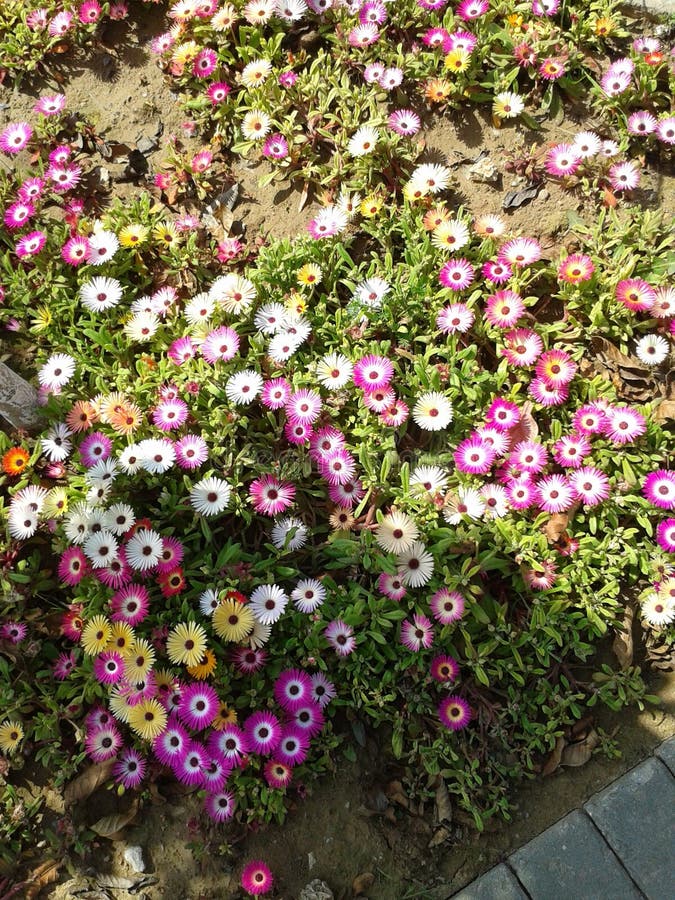 Little flowers blossom stock photo. Image of garden, field - 57950530