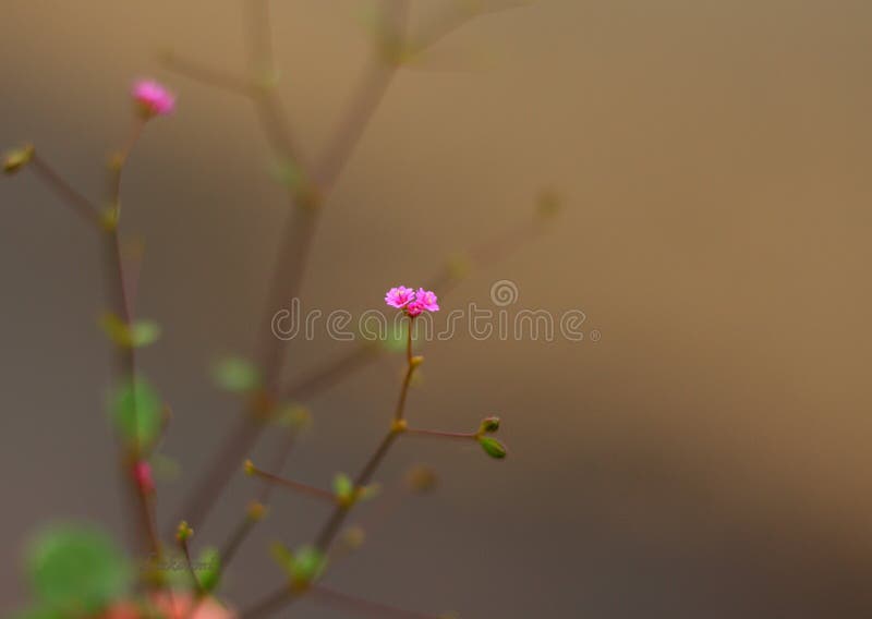 Little flowers stock image. Image of weeds, cute, flowers - 121546363