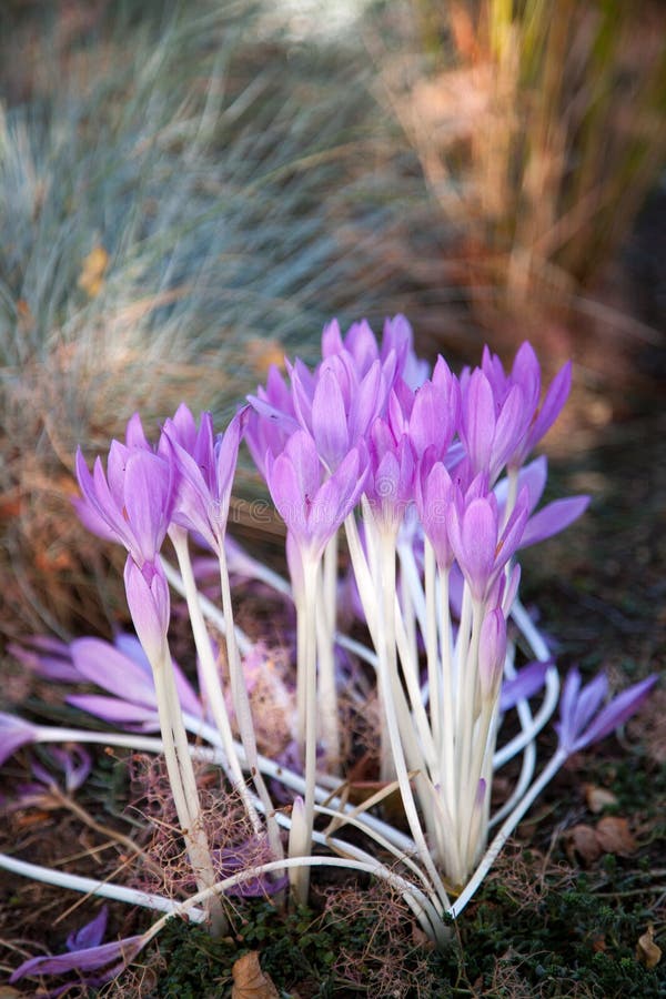 Little flowers stock image. Image of garden, beauty, landscape - 53104671