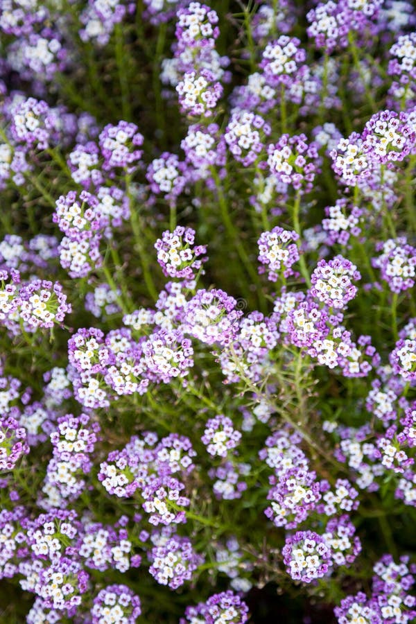 Little flowers stock image. Image of flower, design, isolated - 53136889