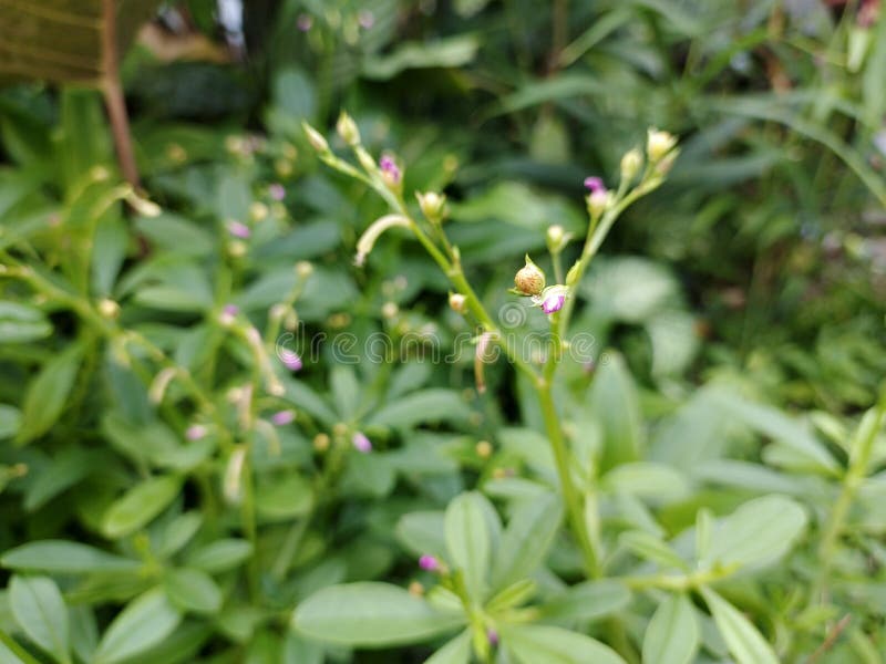 Little Flowers Landscape Zoom Stock Image - Image of little, zoom ...