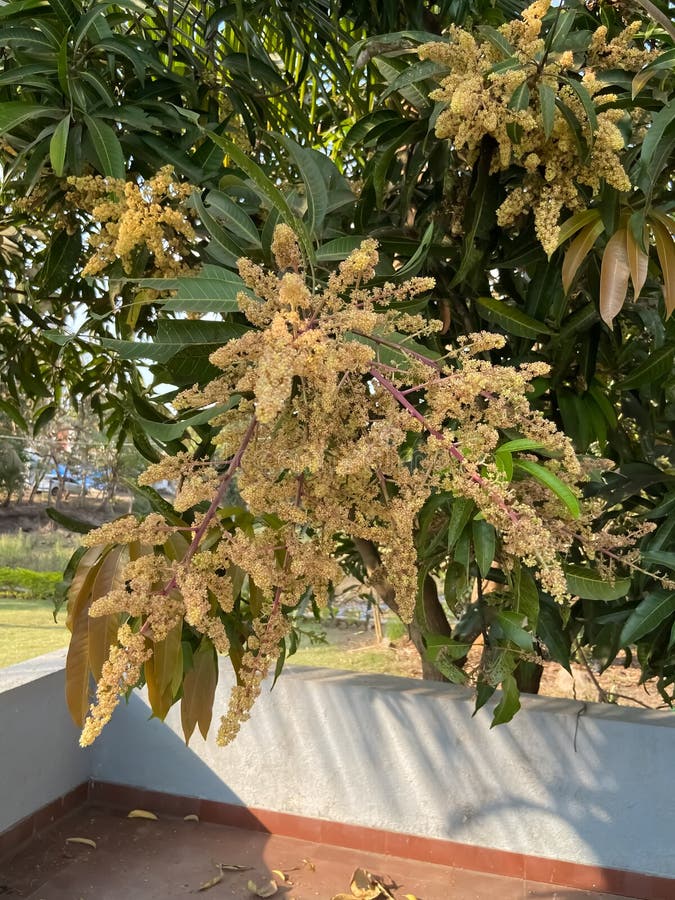 315 Little Mango Tree Stock Photos - Free & Royalty-Free Stock Photos ...