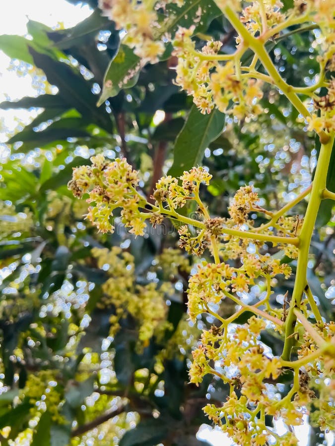 315 Little Mango Tree Stock Photos - Free & Royalty-Free Stock Photos ...