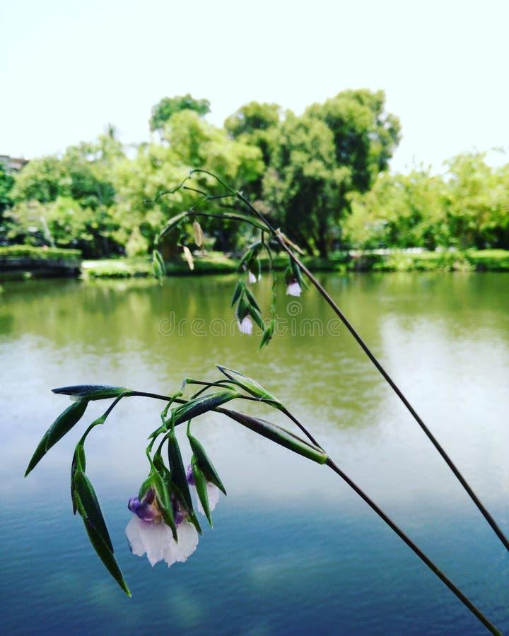 Little flowers stock photo. Image of tree, water, flowers - 86065970
