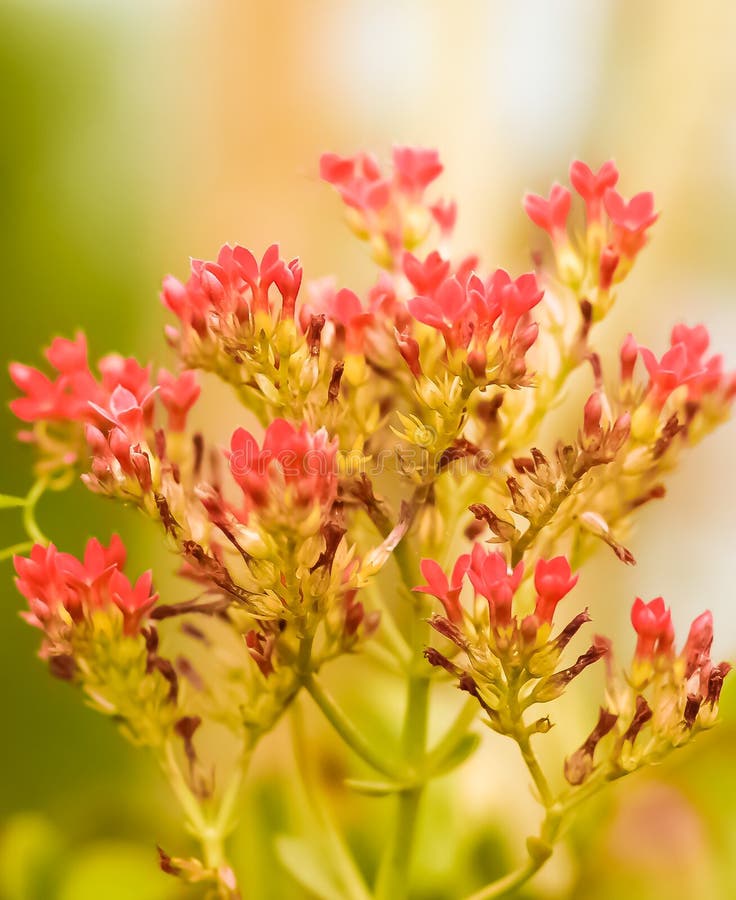 Nature stock image. Image of little, flowers, nature - 182091529