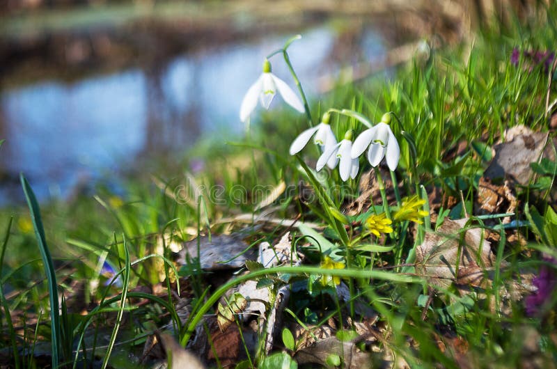Little flowers snowdrops stock photo. Image of blossom - 83868642
