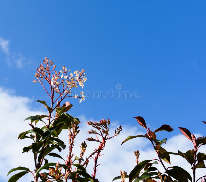Little Flowers Spring from Hedge Stock Photo - Image of bluesky ...