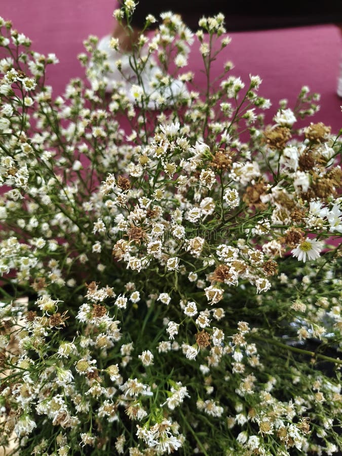 Little Flowers Surrounding the Garden Stock Image - Image of garden ...