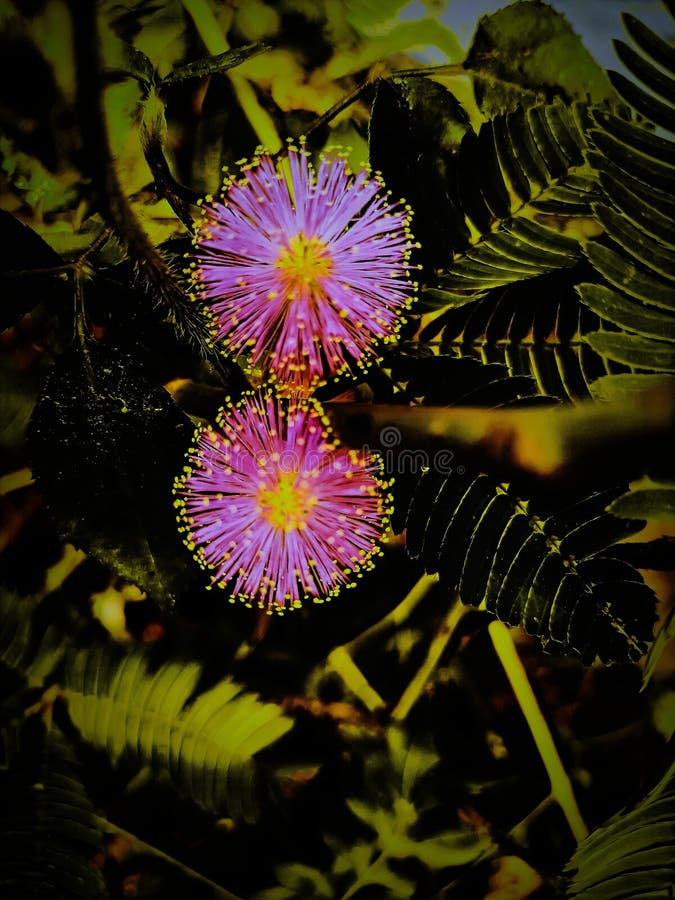 Little Flowers of Touch Me Not Stock Photo - Image of little, touch ...