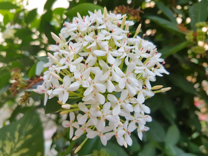 Little Flowers stock image. Image of plant, nature, growth - 84530637