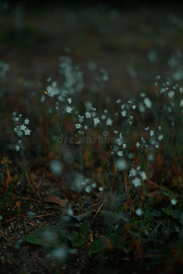 Little flowers stock image. Image of landscape, dawn - 300866613