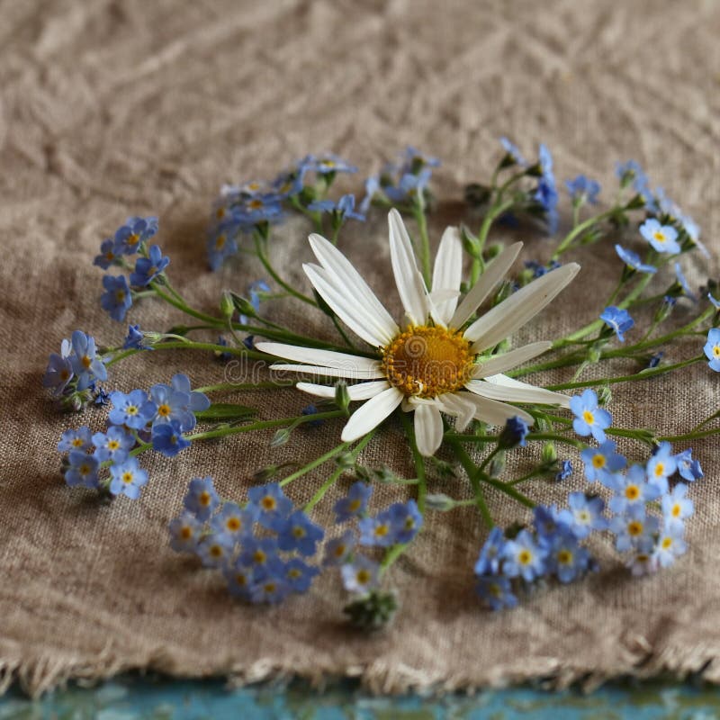 Little flowers stock image. Image of summer, gardening - 94231163