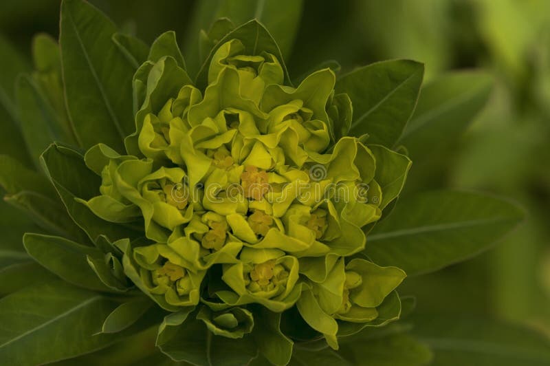 Little flowers in a bud stock photo. Image of deep, large - 159670732