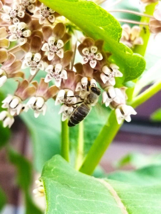 Little Fluffy Bee Collects Pollen on a Light Pink Flower Stock Image ...