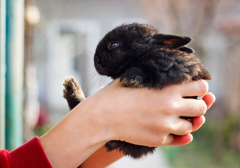 Little fluffy black bunny stock photo. Image of animals - 68613032