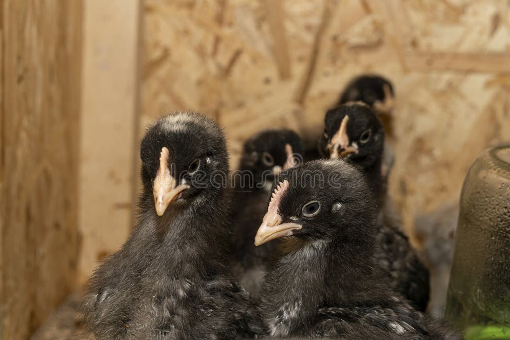 Little Fluffy Chickens in a Brooder on Farm Stock Photo - Image of ...